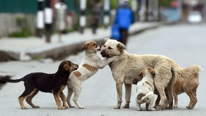 Stray dogs case: Plea seeks urgent hearing in Delhi civic body's pick ...