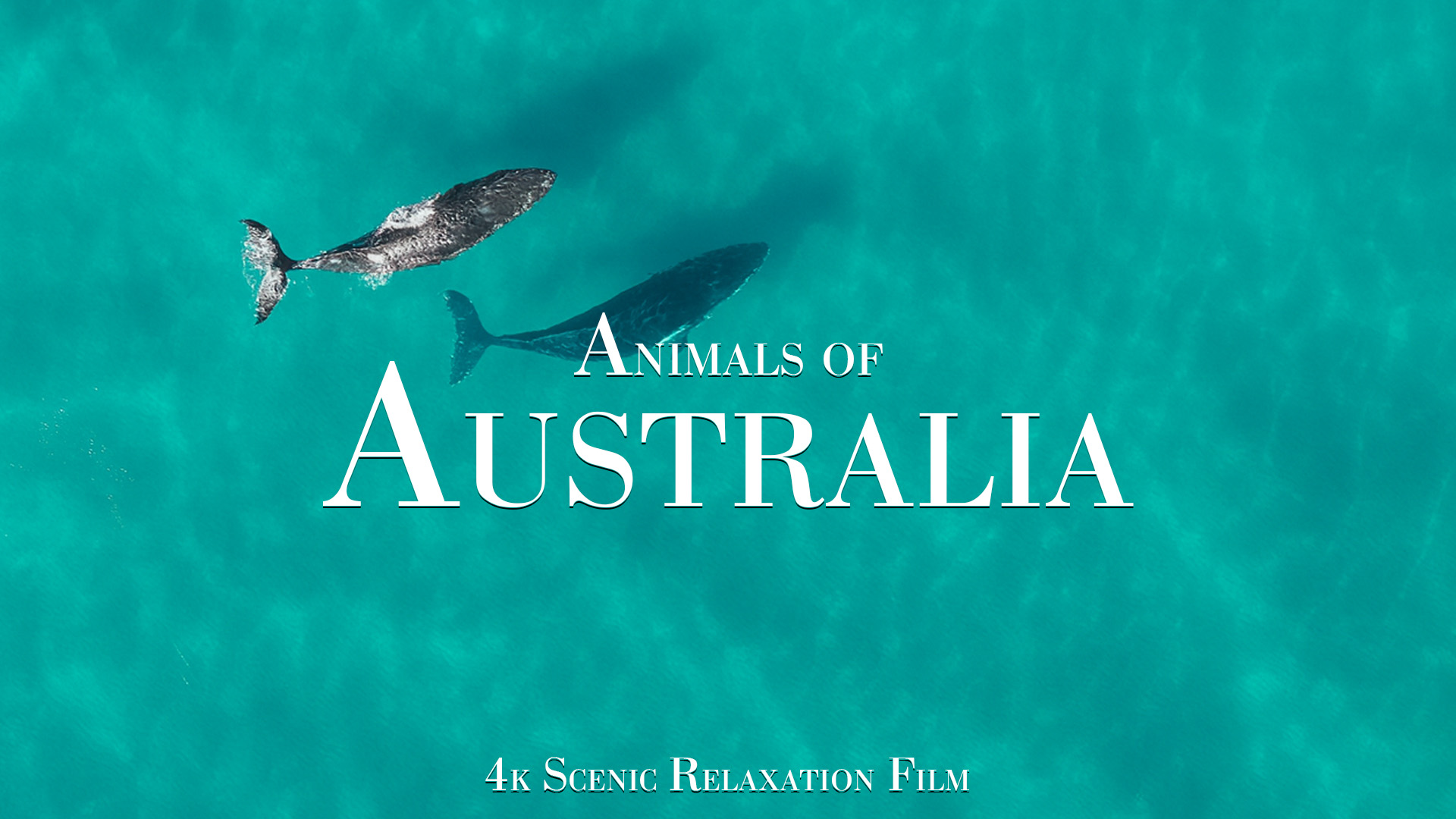 Grande Barriera Corallina, balene e delfini in Australia: immagini ...