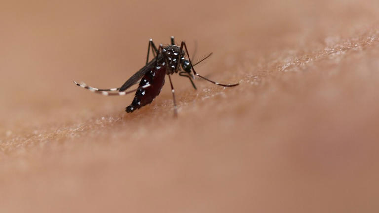 Climate change driving dengue mosquitoes from Asia to Europe