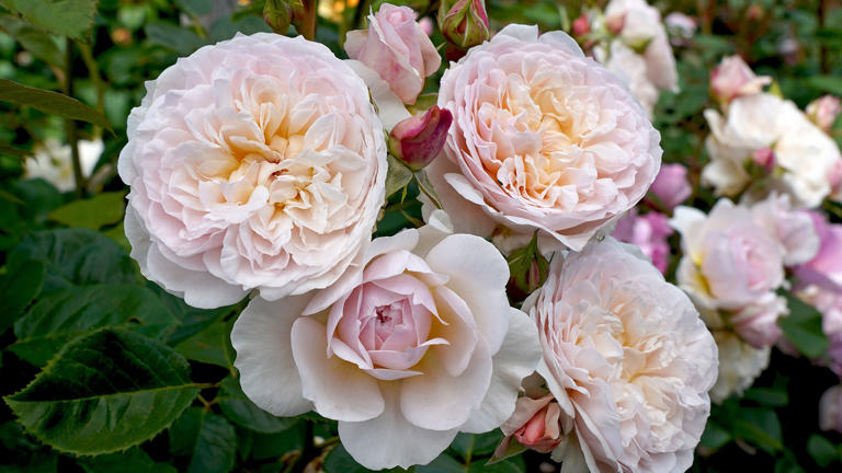 7 thorny plants that make the perfect DIY home security system without ...