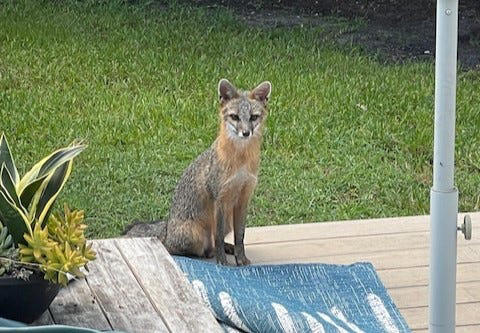 Gray fox sighting in Delray: What brings them into urban areas and what ...