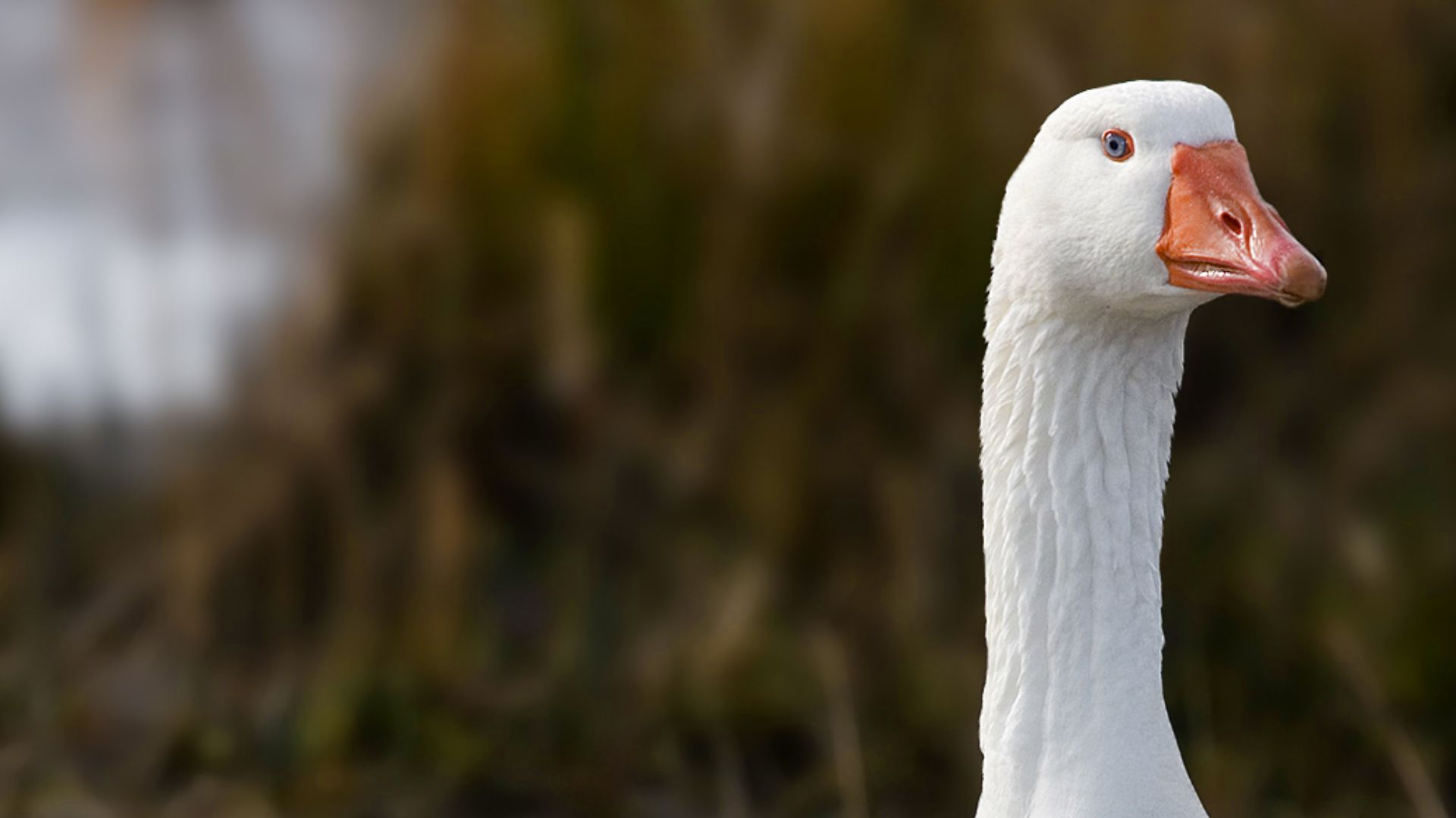 20 Animals That Changed History As We Know It