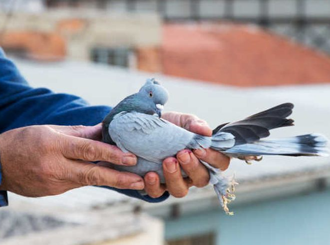 Terror on wings: Pigeon carrying warning to blow up Jammu railway ...