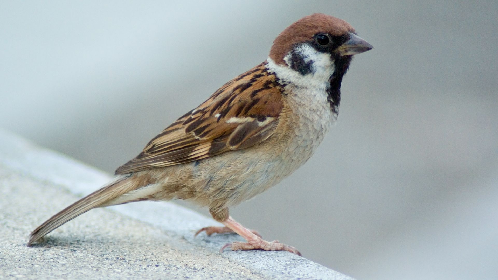 20 Animals That Changed History As We Know It