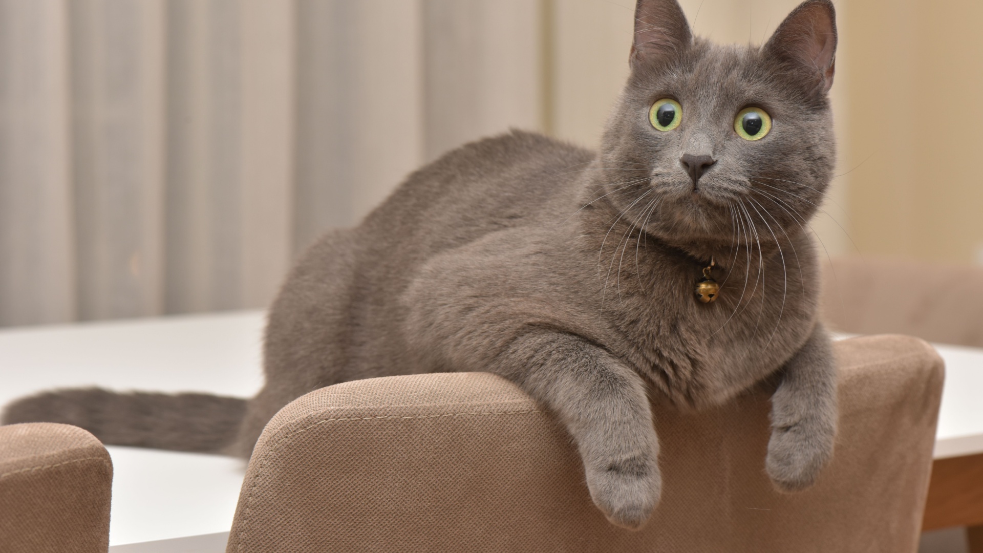 10 Rare Cat Breeds You May Not Have Heard Of