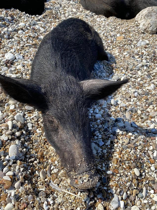 Revealed: The beautiful island in Europe where you can swim with pigs