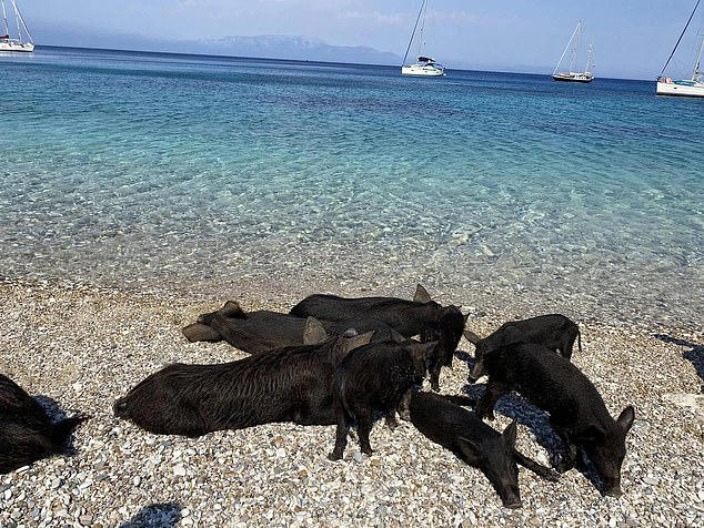 Revealed: The beautiful island in Europe where you can swim with pigs