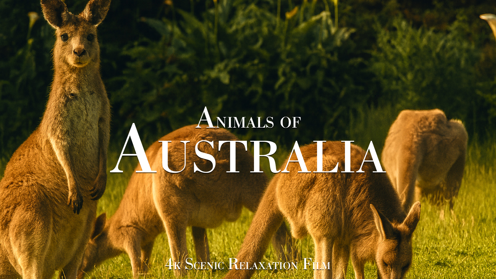Kasuaris, vogelbekdier en wallaby's in Australië in 4K