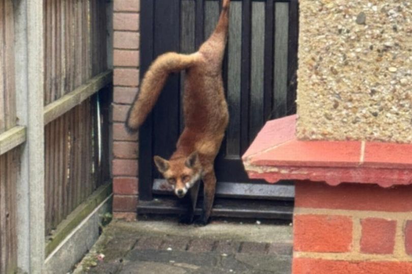 Poor fox has 'very bad day' after getting his leg stuck in a letterbox