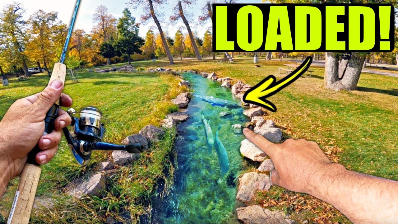 What Surprising Species Lurks in This Tiny Fishing Creek