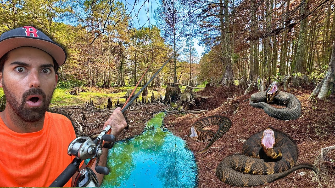 Bitten while fishing snake-infested swamp for creek monster