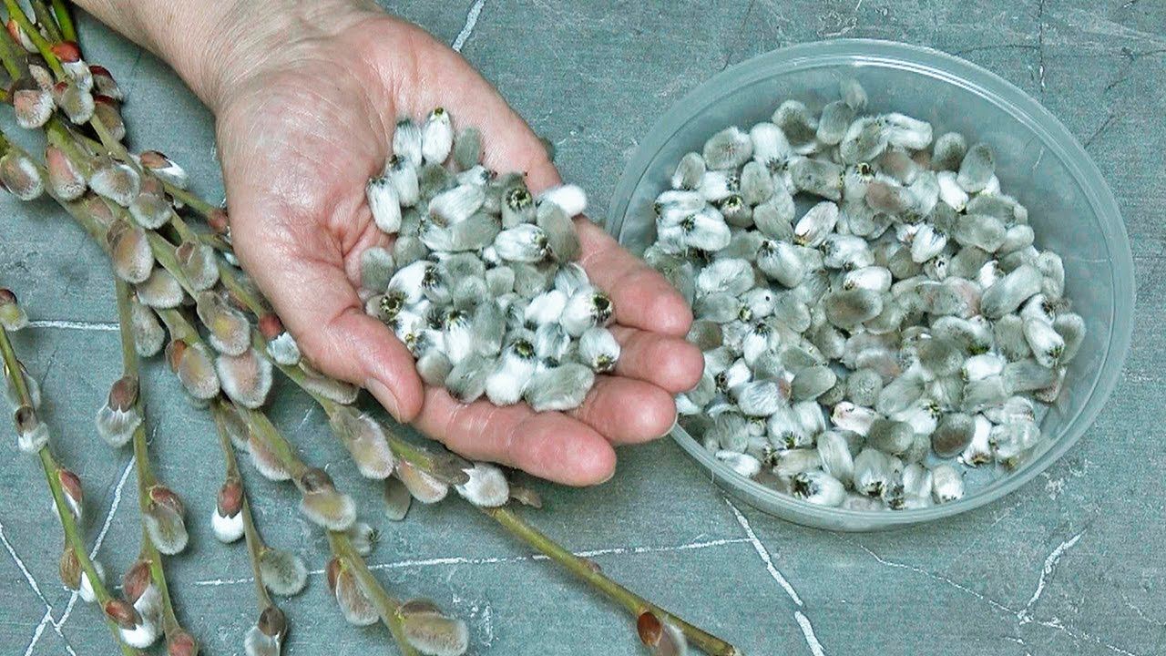 Make Cool Crafts from Willow Buds You Picked