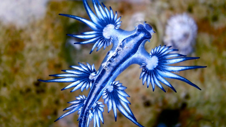 Tourists banned from popular Spanish beaches over poisonous sea creature