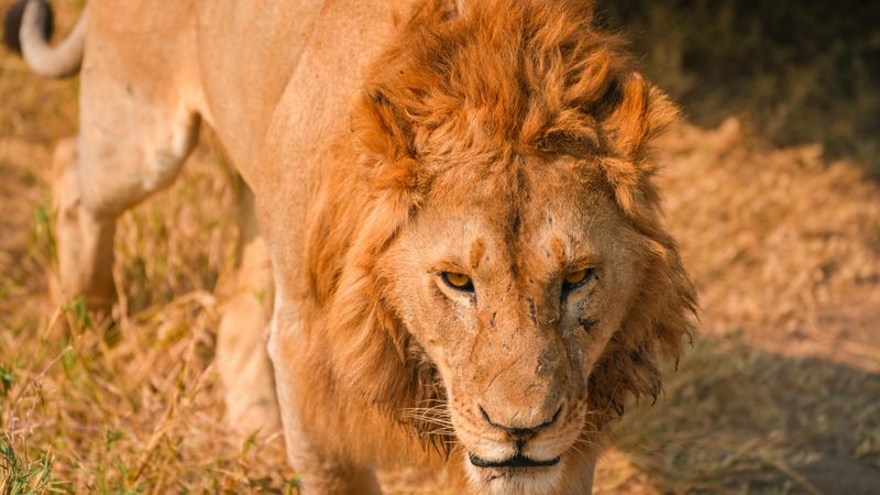13 Animals Strong Enough To Defeat A Honey Badger