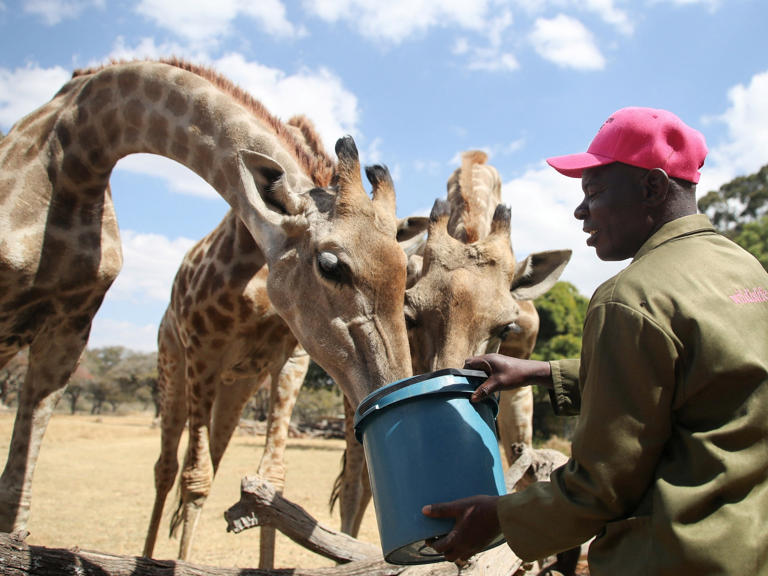 4 giraffe species officially recognized in major conservation shift