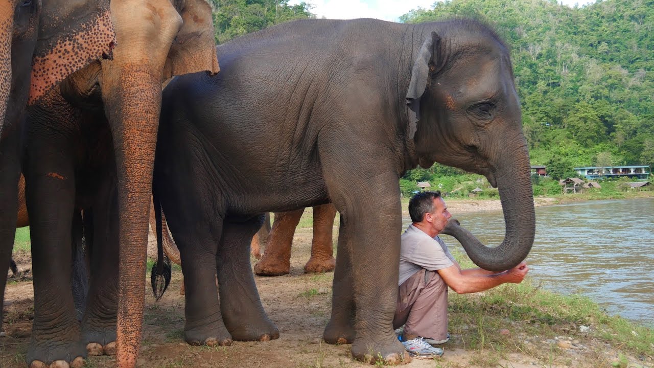 The elephant whisperer - Man and elephant are best friends