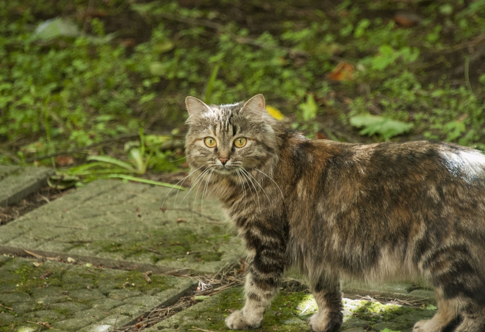 10 Rare Cat Breeds You May Not Have Heard Of