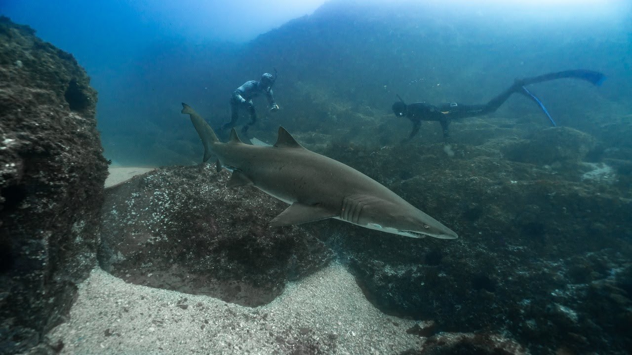 Epic Shark Freedive and Wild Camping Catch Cook Adventure