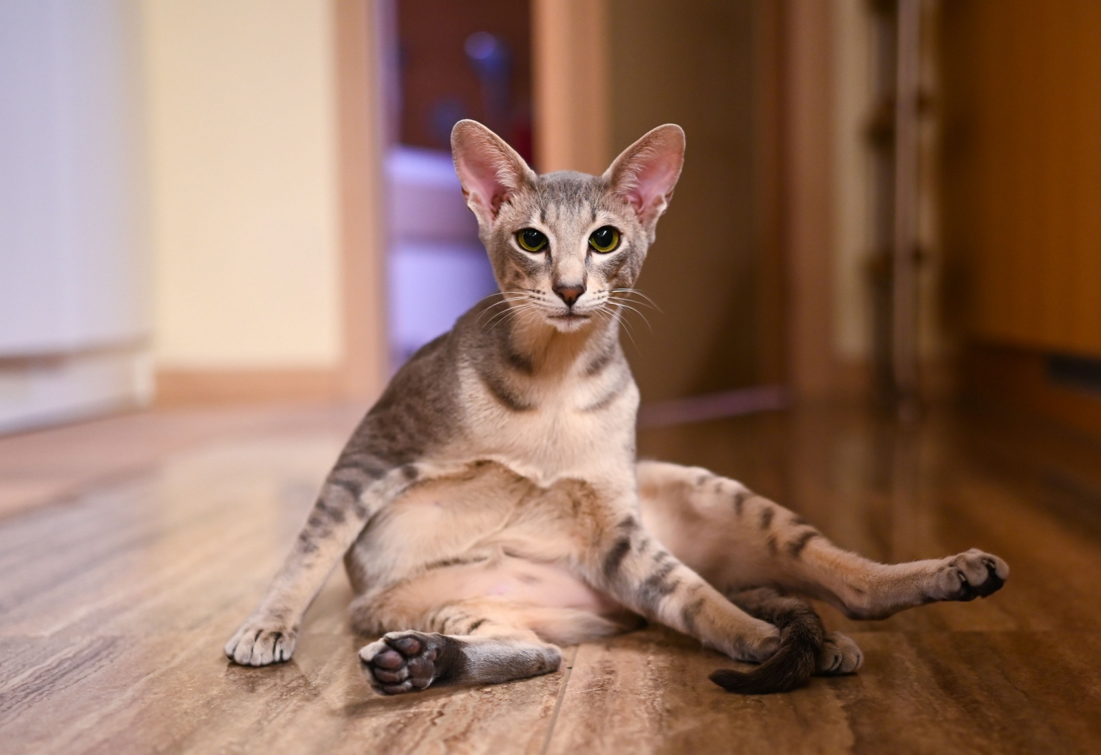 10 Rare Cat Breeds You May Not Have Heard Of
