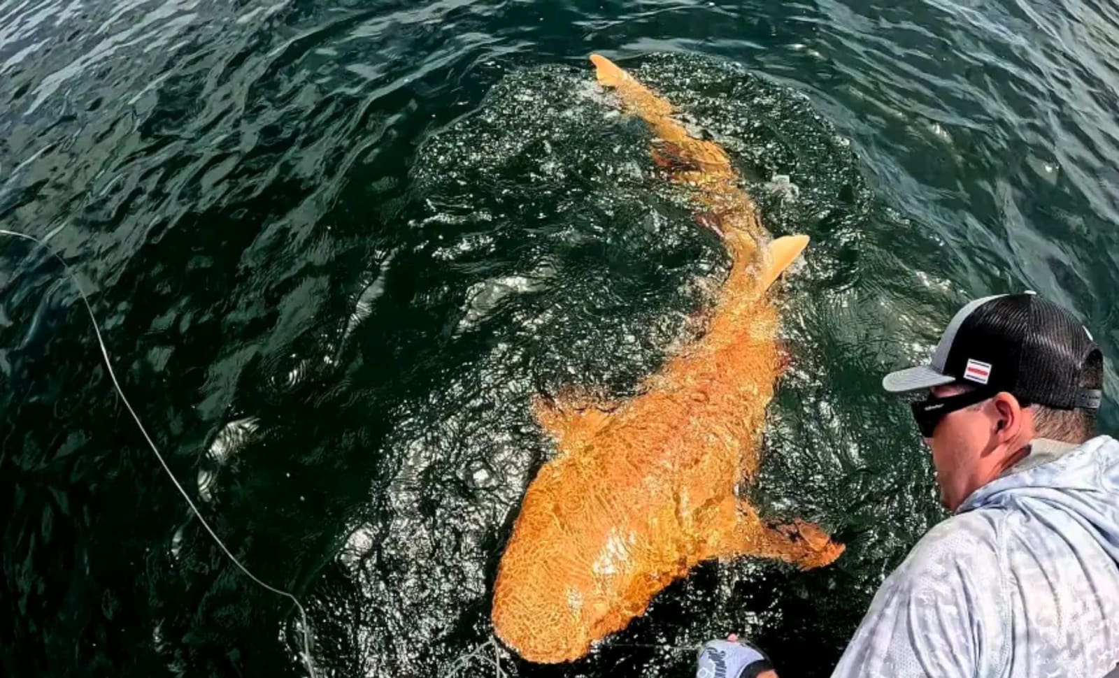 First-ever Sighting Of A Bizarre Orange Shark With Eerie White Eyes ...