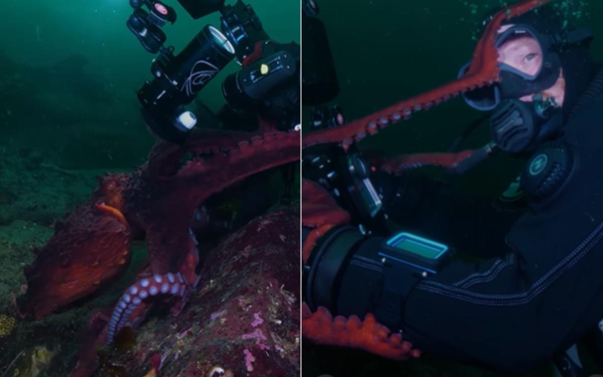 Diver captures incredibly rare moment 12-foot octopus comes straight at him