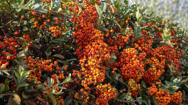 7 thorny plants that make the perfect DIY home security system without ...