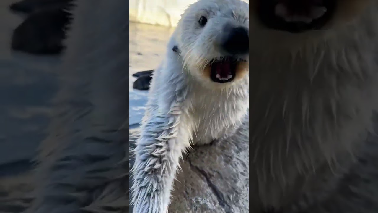Otter enjoys shrimp snack in adorable ASMR clip