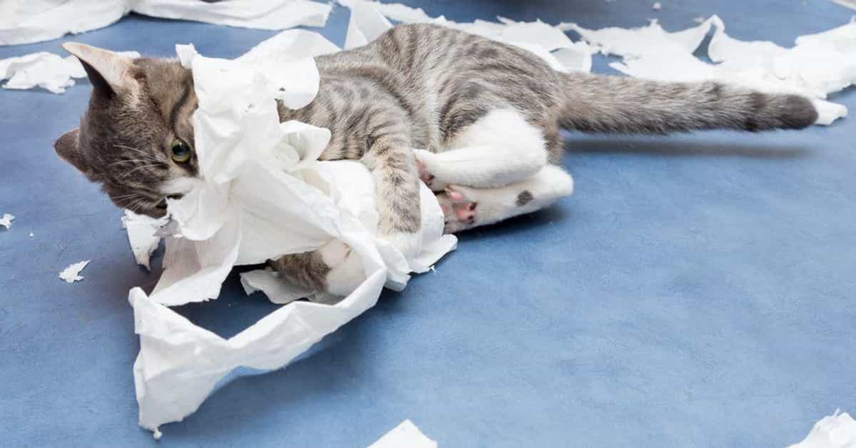 Things Cats Prefer Over Your Fancy Gifts