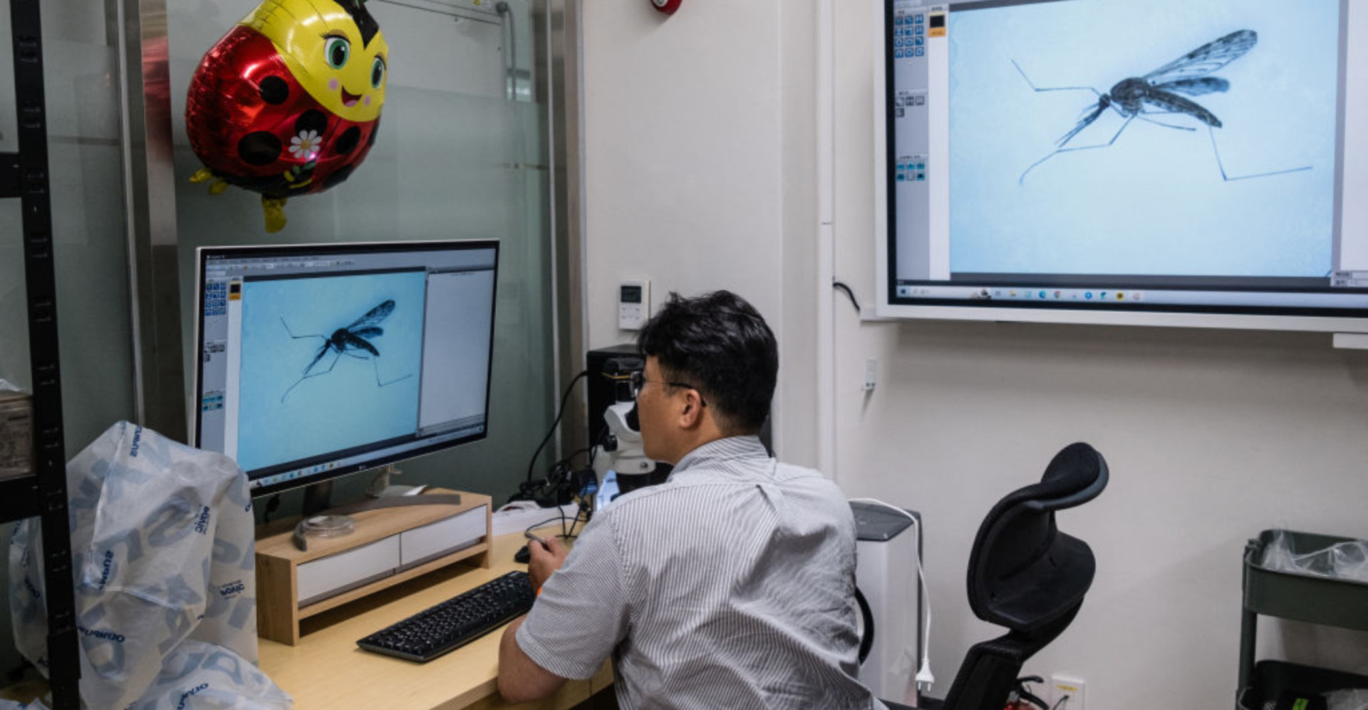 When insects became tools of war