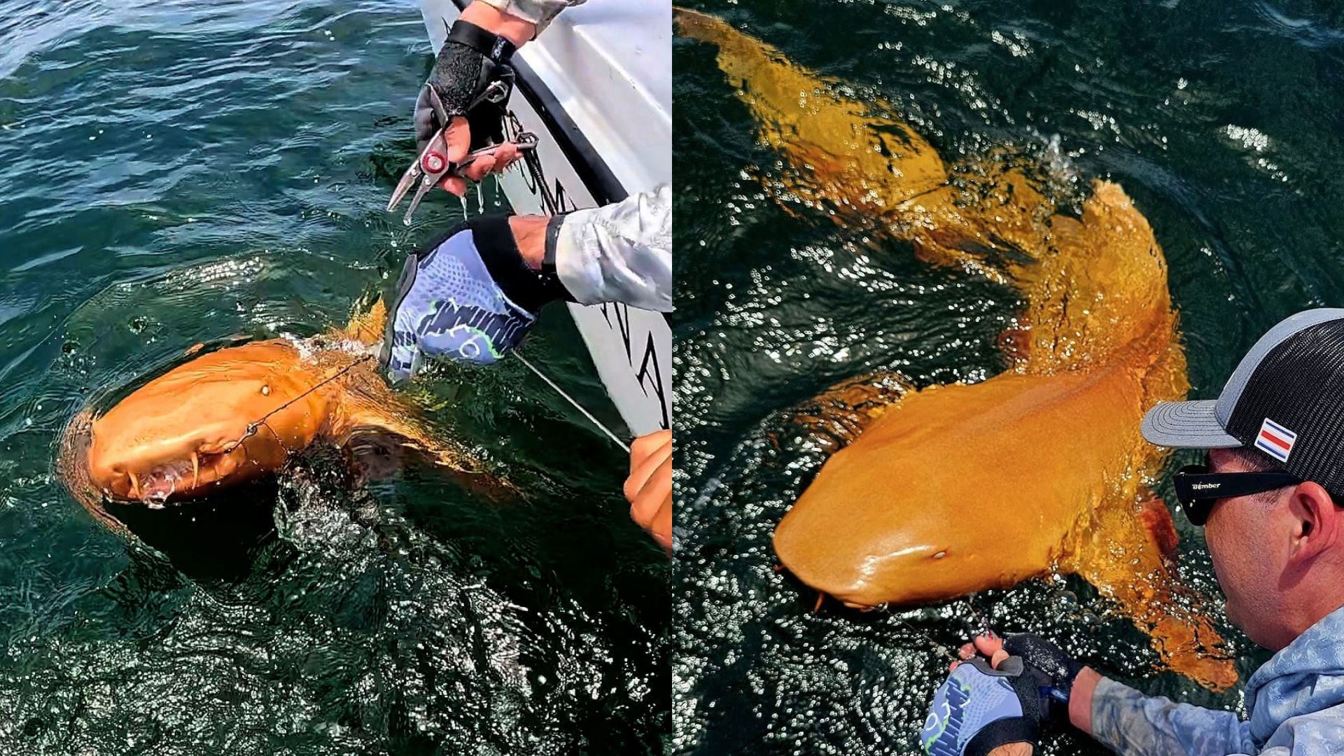 Ghostly-eyed shark with bright orange skin discovered in deep Caribbean ...