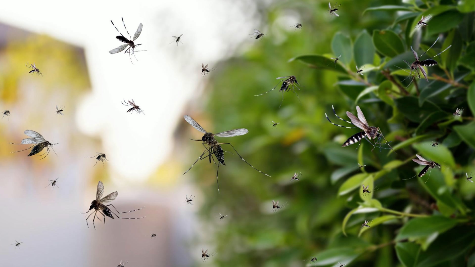 Come Tenere Le Zanzare Alla Larga Dal Vostro Giardino