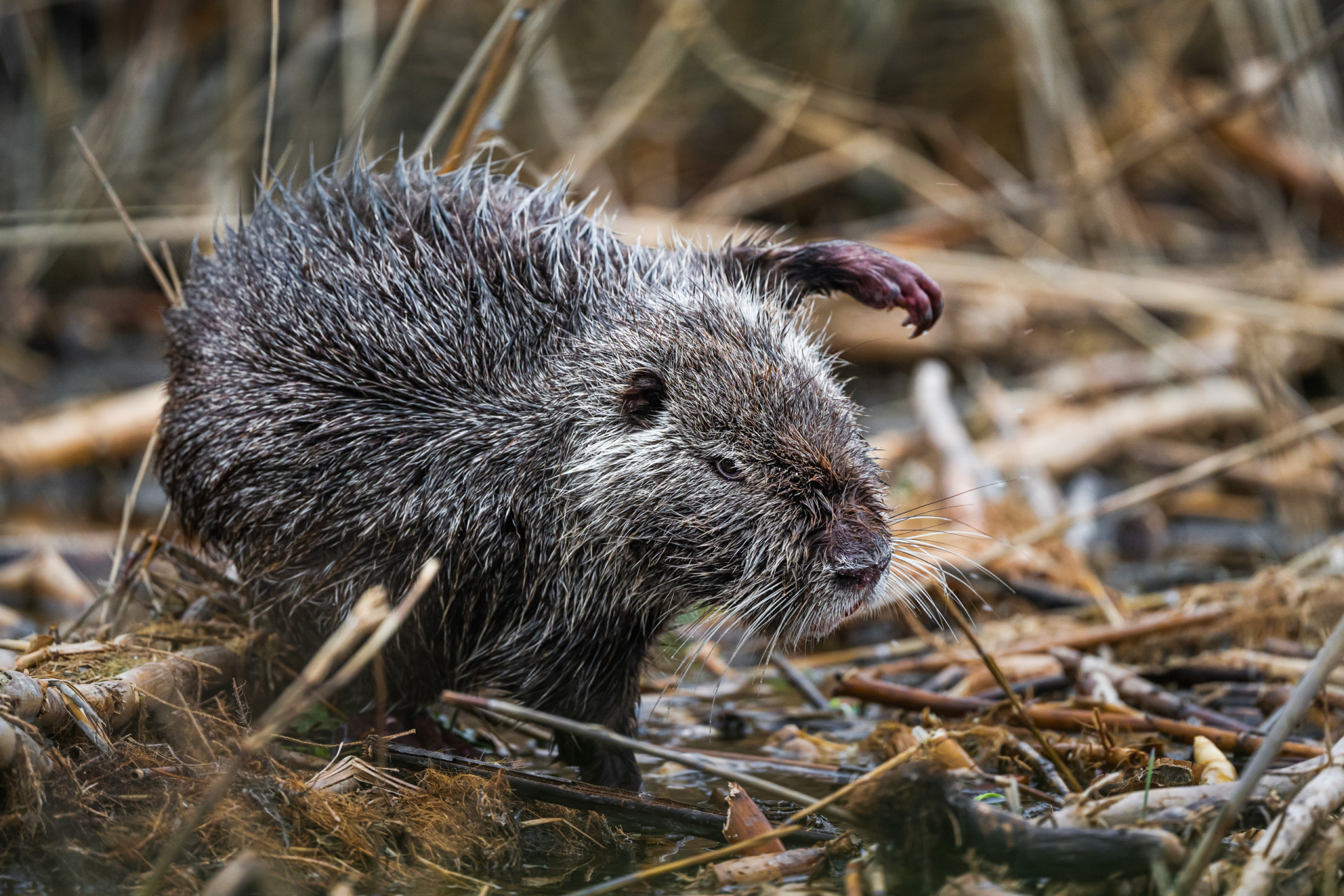 The Soviet swamp rat experiment