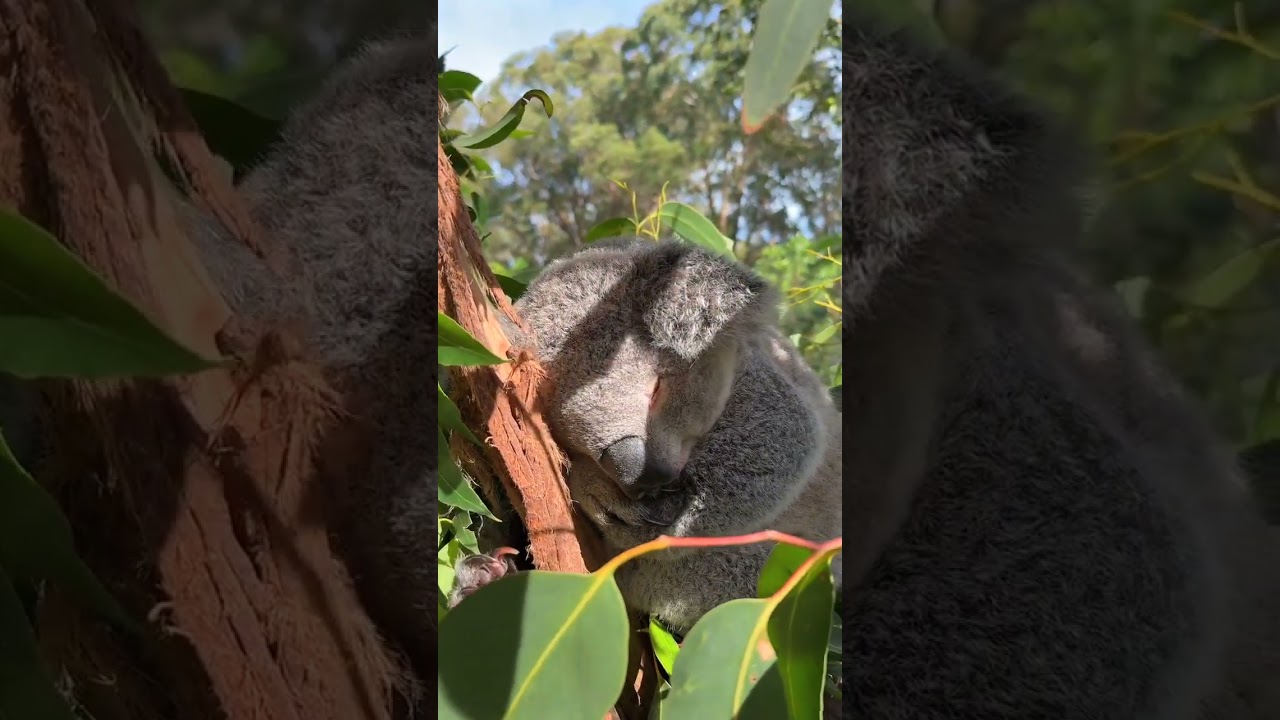 Koala naps peacefully in the afternoon sun