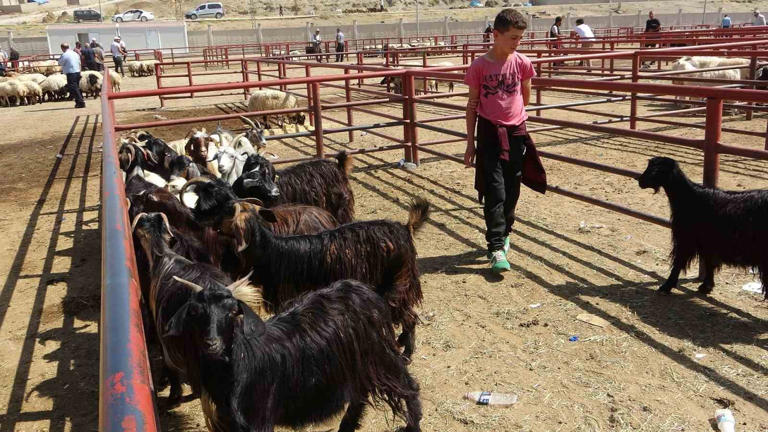 Van Hayvan Pazarı yeniden hizmete başladı