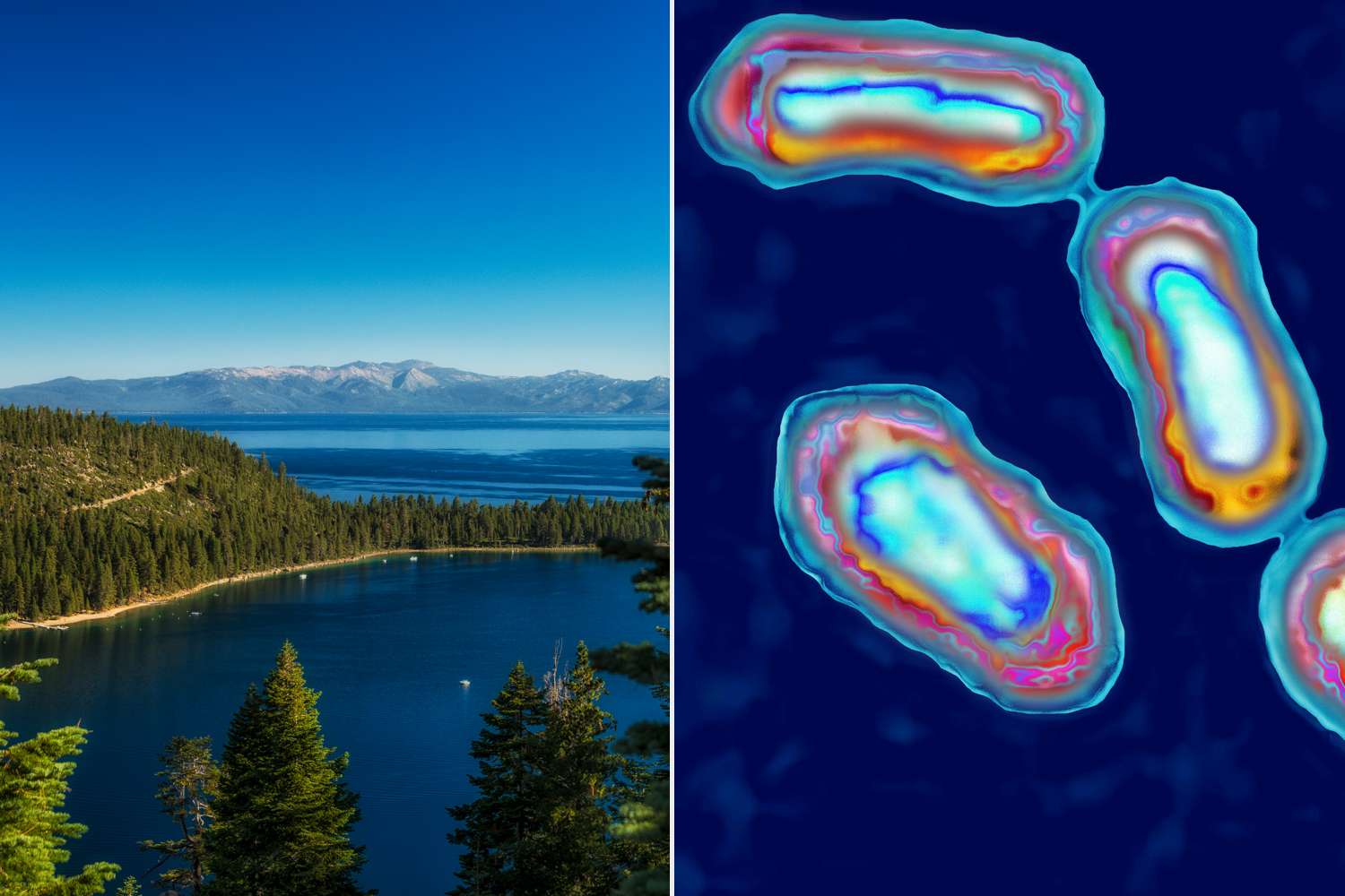 Lake Tahoe Resident Tests Positive for Plague After Being Bitten by ...