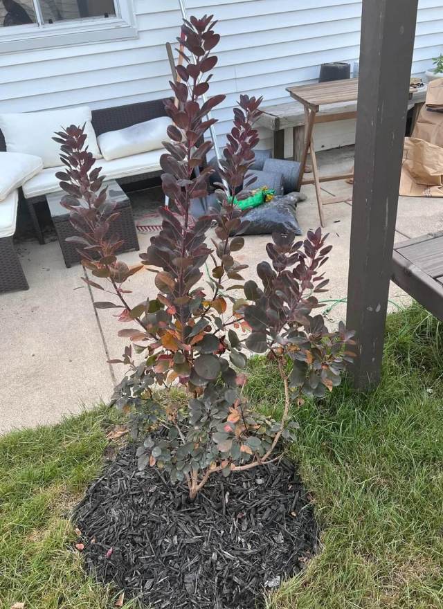 Homeowner warned after sharing concerning image of dying plant: 'Is ...