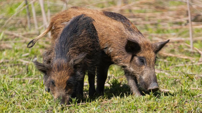 The Unnerving Reason These California Pigs Turned Neon Blue