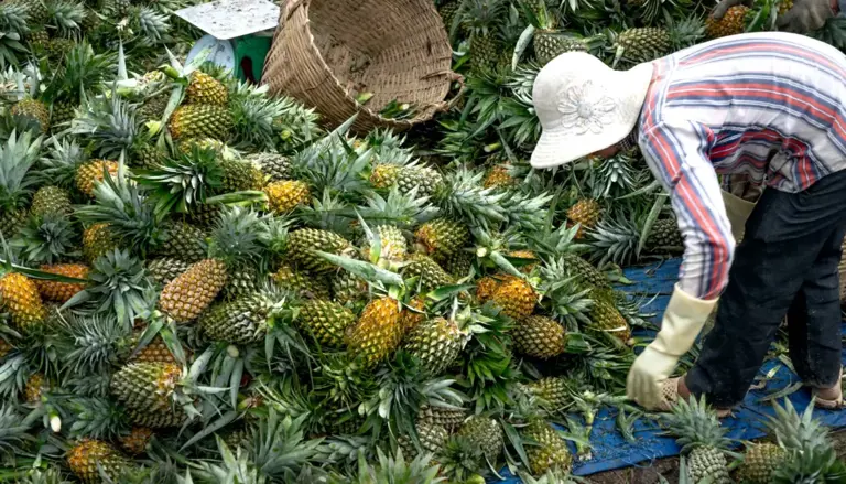 Unveiling Lanai's Legacy: The Historic Journey of Pineapple Plantations