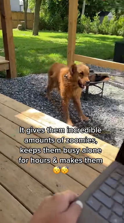 Why Every Dog Needs a Pool | Fun for Happy Pups