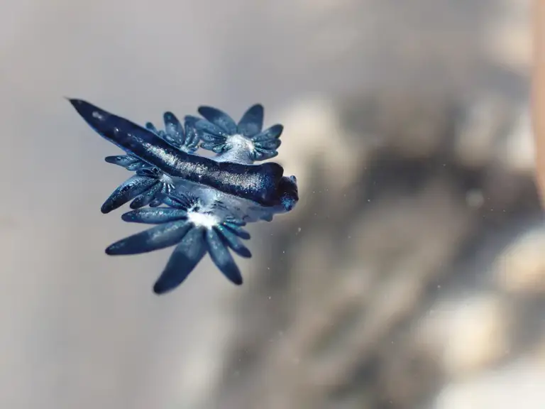 5 datos sobre el dragón azul y por qué ha aparecido en España
