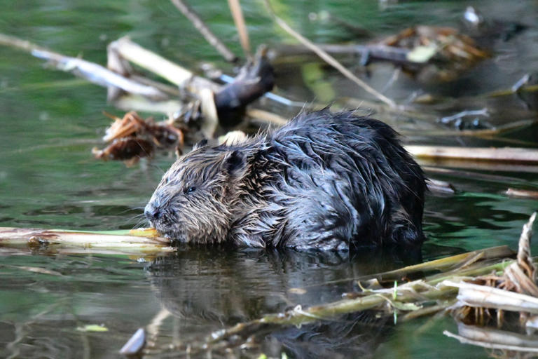 Beaver dies after UK's drought dries up habitat