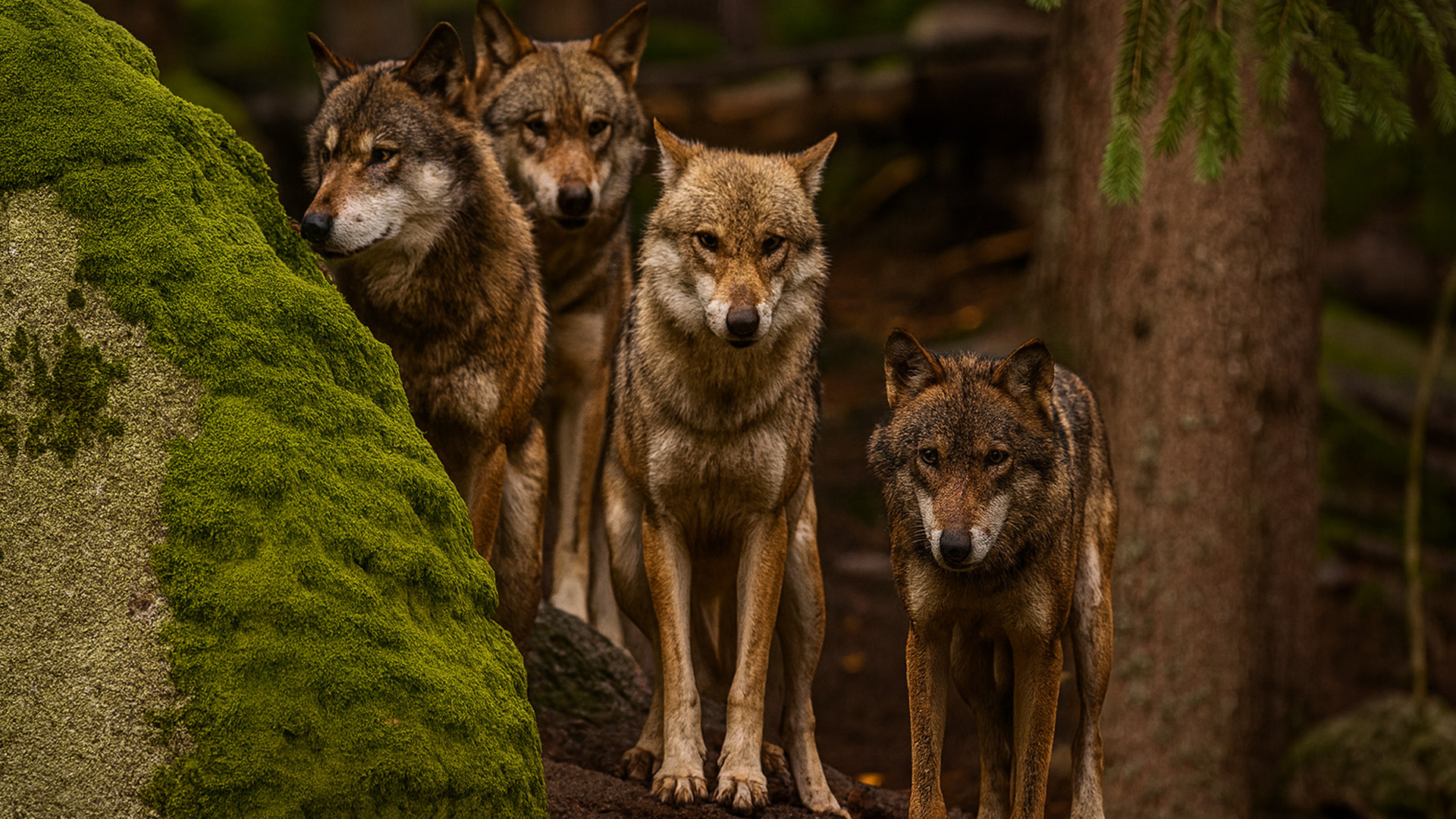 Howling wolves in Šumava – Visitor Centre Srní