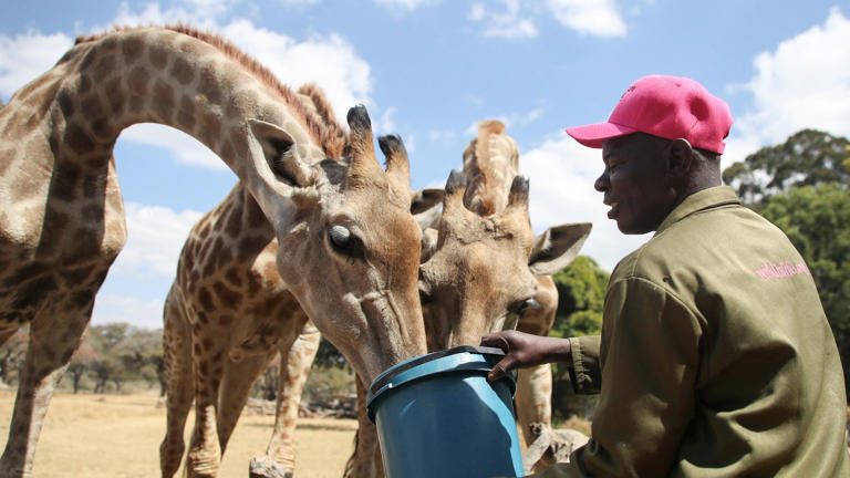 4 giraffe species officially recognized in major conservation shift