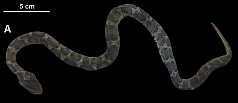 Venomous ‘snake liquor' sold at market is first record of species in ...