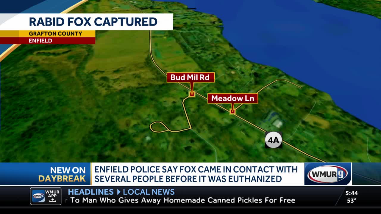 Enfield police say fox came in contact with several people before it ...