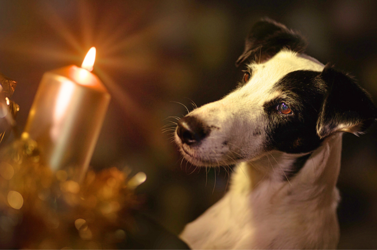 Are Scented Candles Toxic to Dogs? 3 Potential Dangers