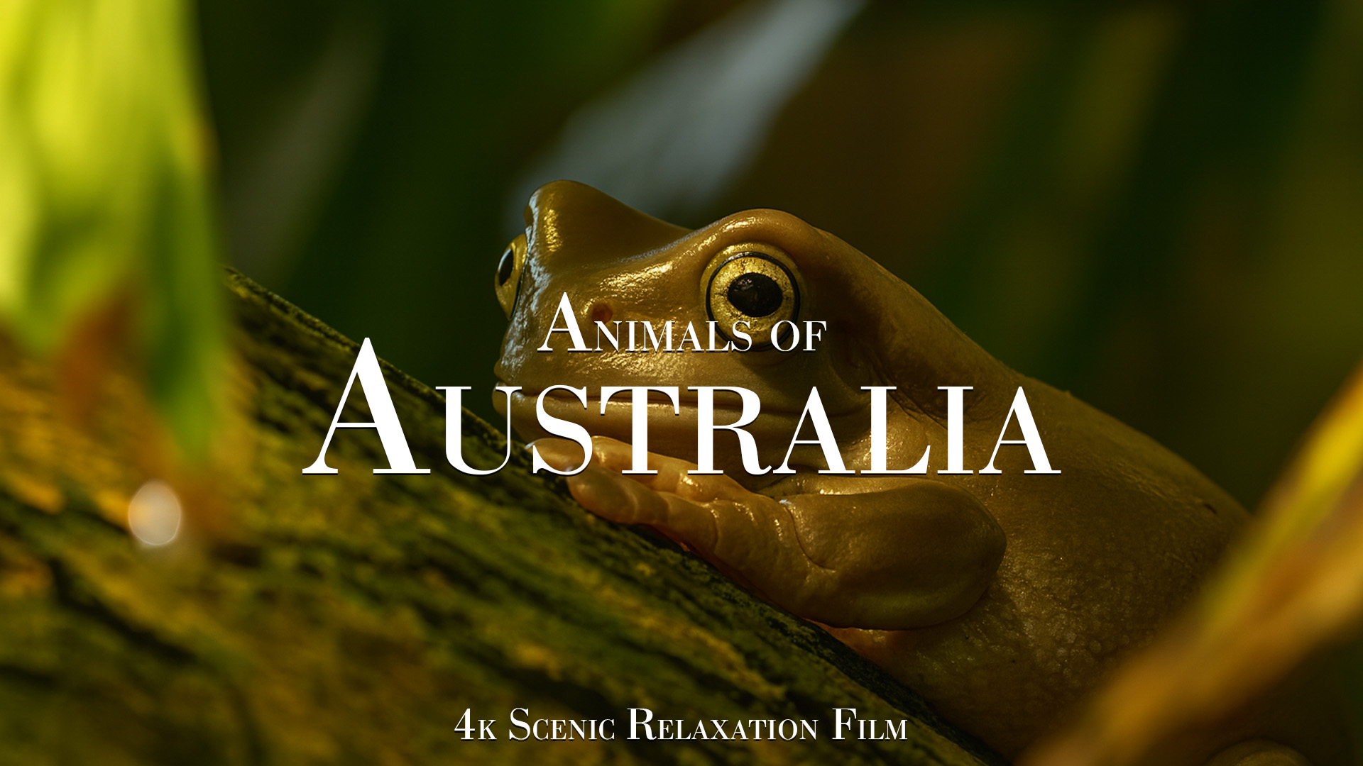 Australiens Tierwelt aus der Luft – beeindruckende 4K-Aufnahmen