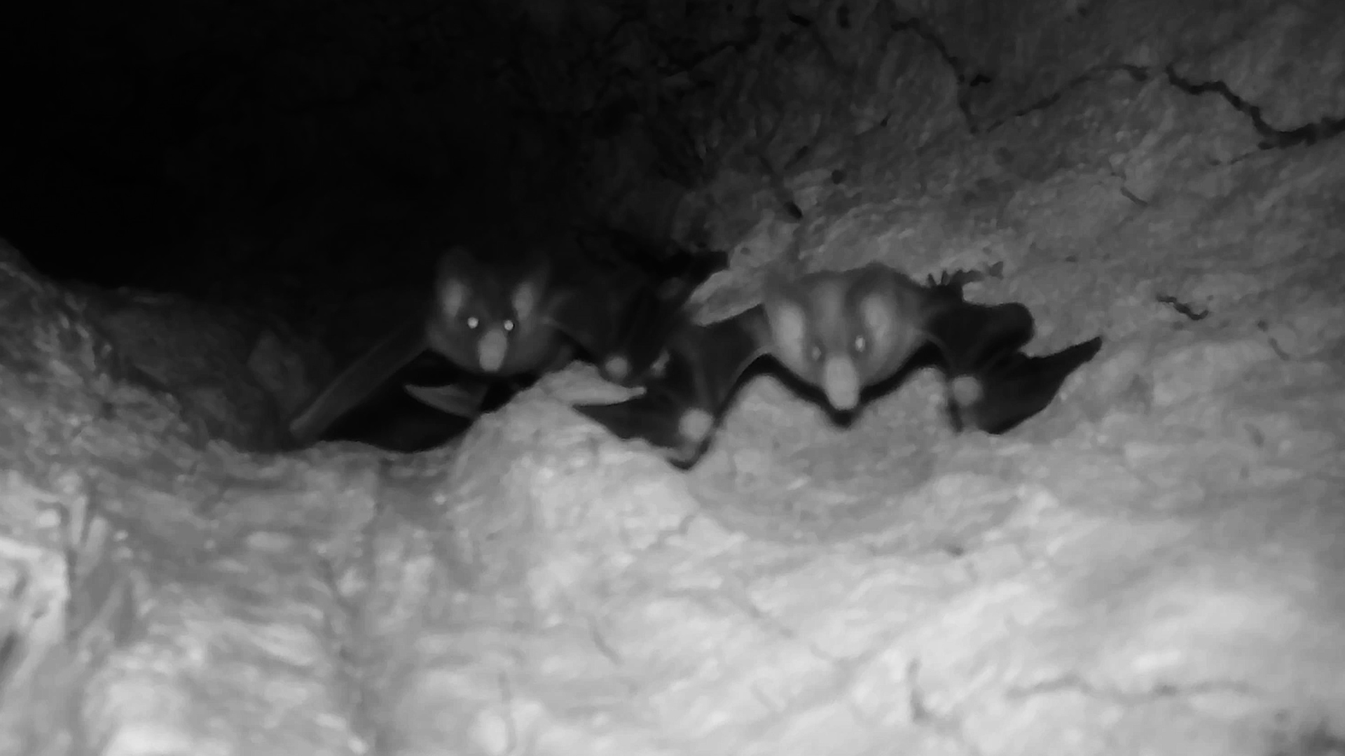 World’s largest carnivorous bats "greet each other with hugs and share ...