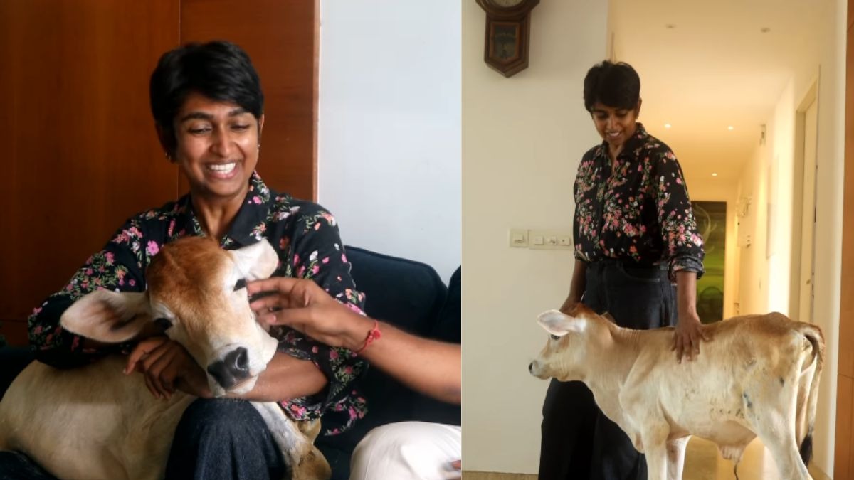 Bull calf lives on 28th floor of Chennai high-rise, animal activist ...