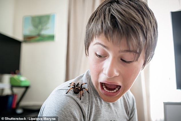 Revealed: The surprisingly simple way to cure your spider phobia - and ...
